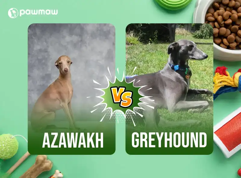 Everything You Need to Know About Mop Dogs