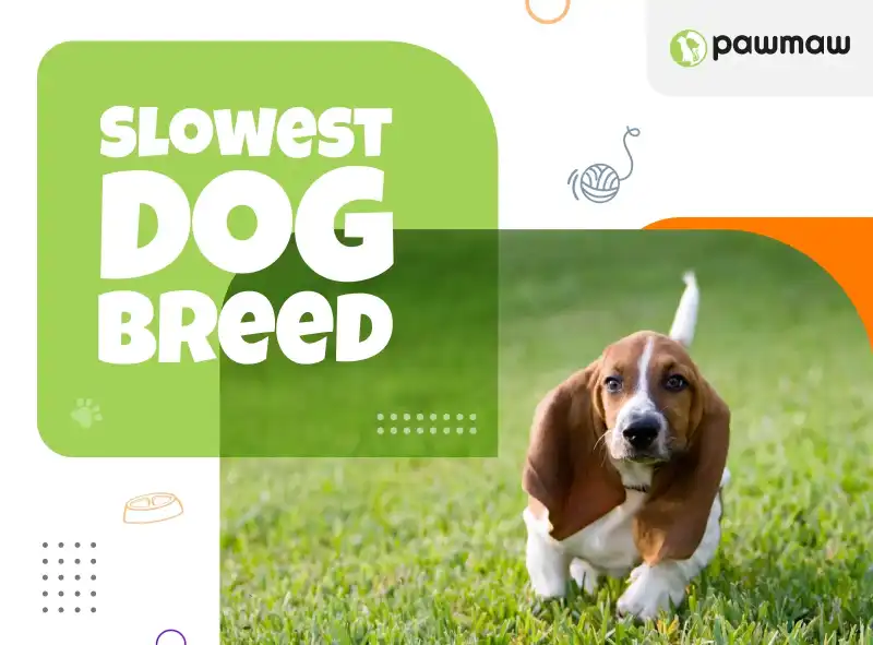 Top 10 Slowest Dog Breeds | What are the Most Slowest?