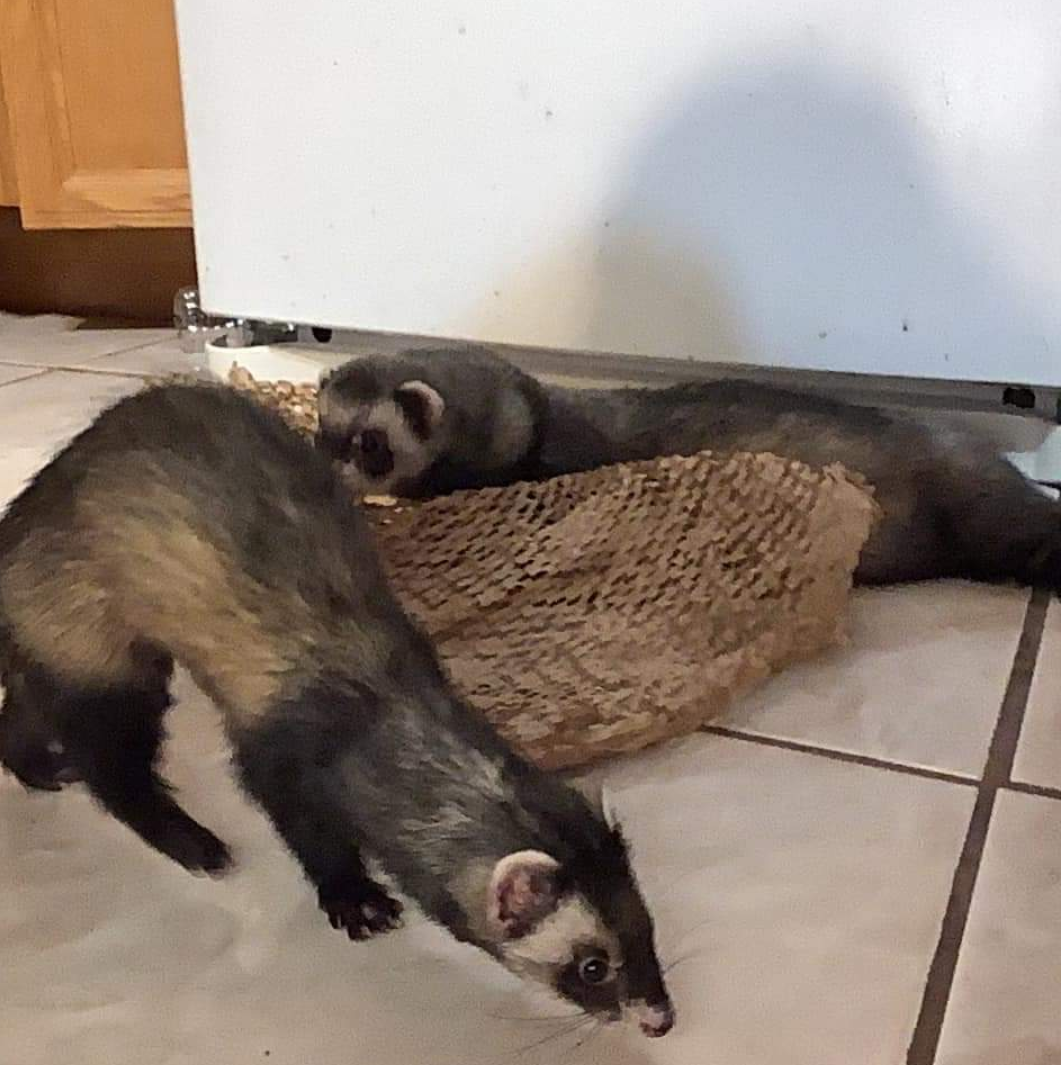 Coco - A Female Ferret Lost - 743, South Mills Avenue, Orlando, Florida ...