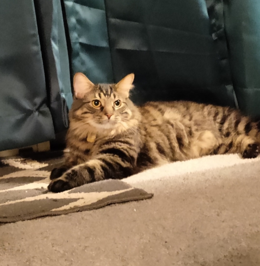 Merlyn - A Male Cat Reunited - 19th Street, Ecorse, Michigan, 48229 ...