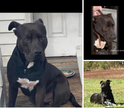 Lokey - A Male Dog Lost - Vox Highway, , South Carolina, 29555 - PawMaw