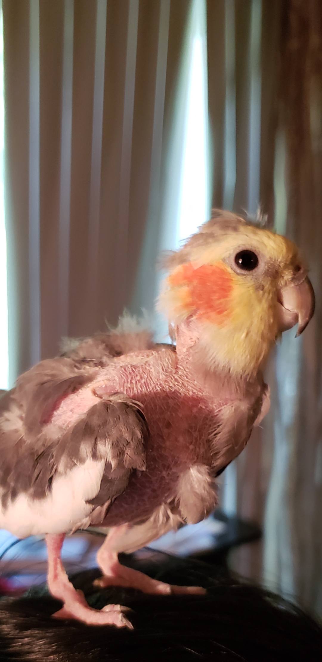 Chuck - A Male Bird Lost - old sunrise highway, , New York, 11758 - PawMaw