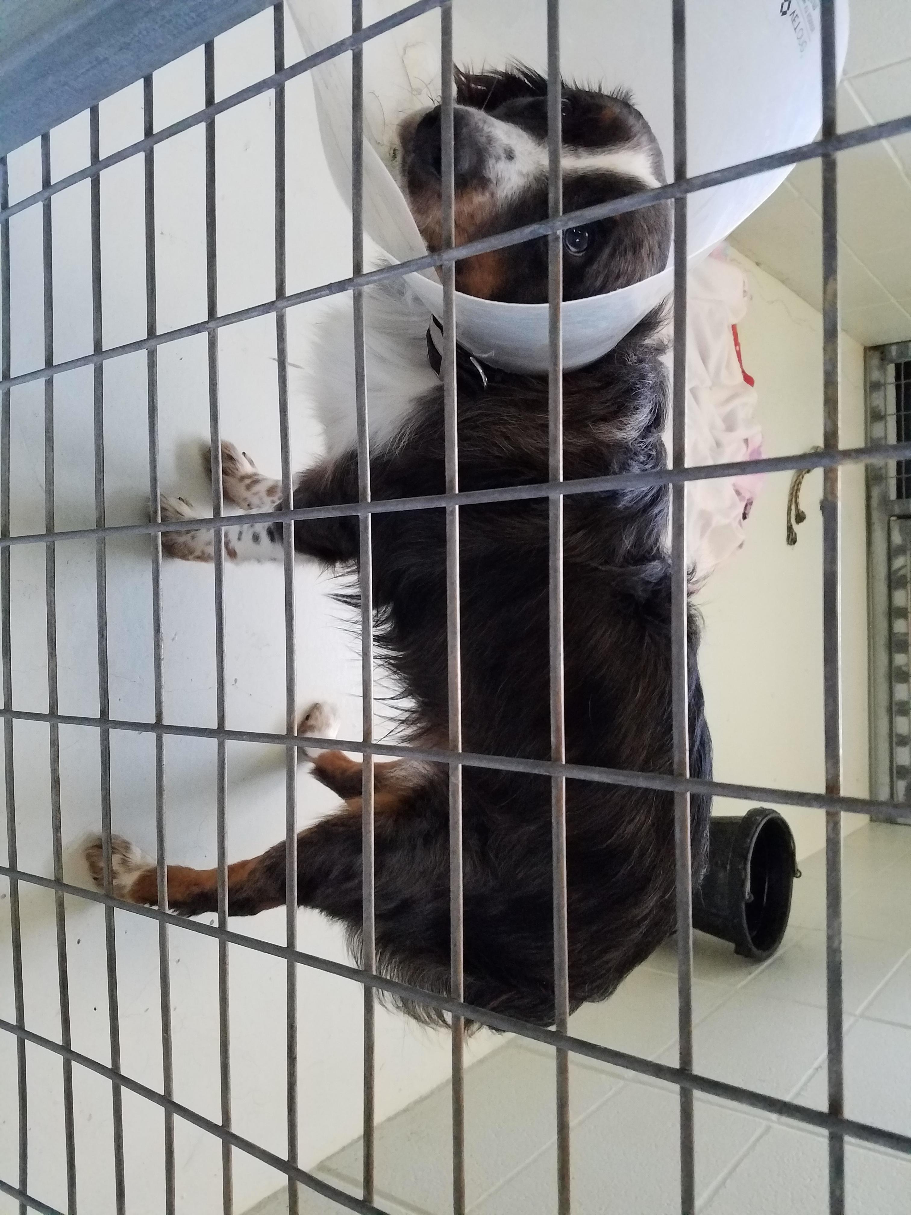 Maverick - A undefined undefined Lost - Bright Run, San Antonio, Texas ...