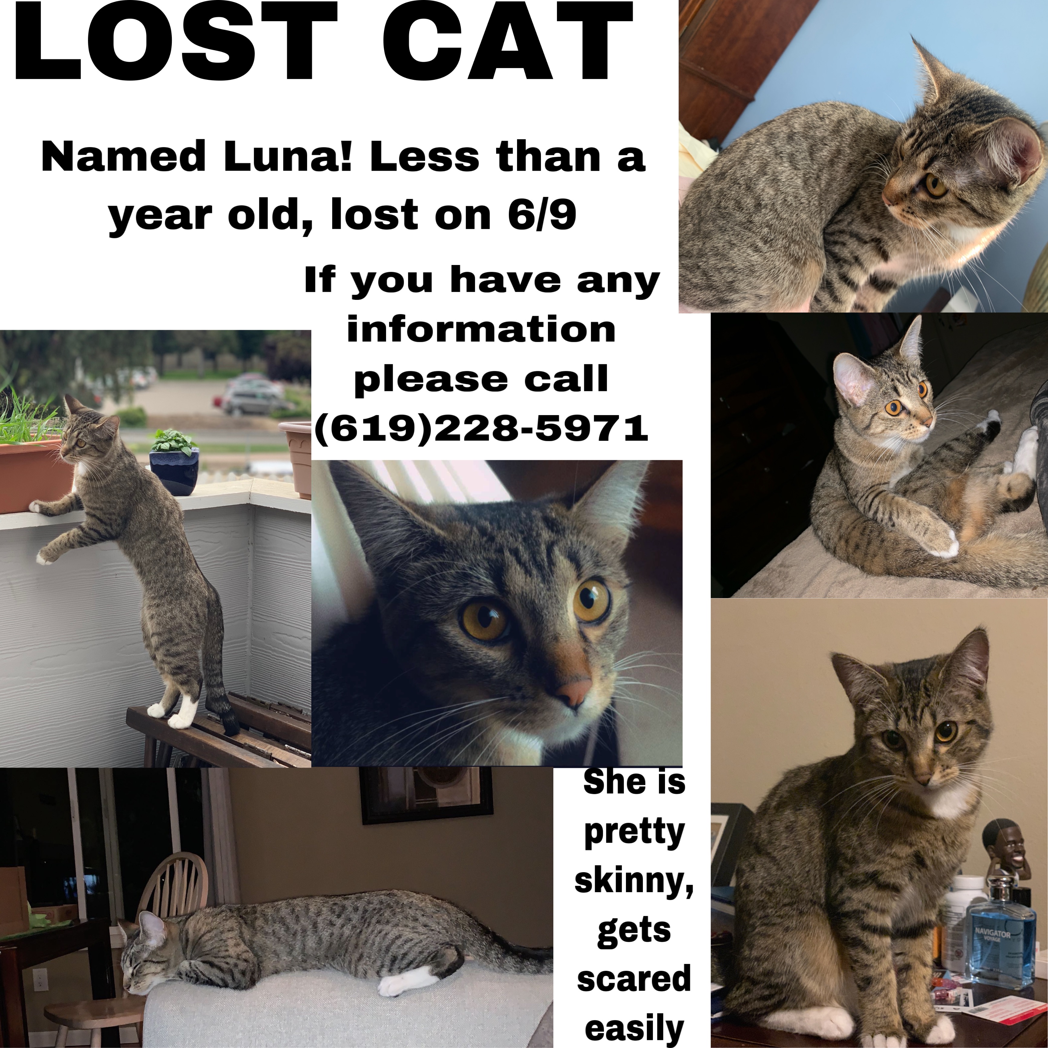 Luna - A Female Cat Lost - Marilla Drive, Lakeside, California, 92040 ...