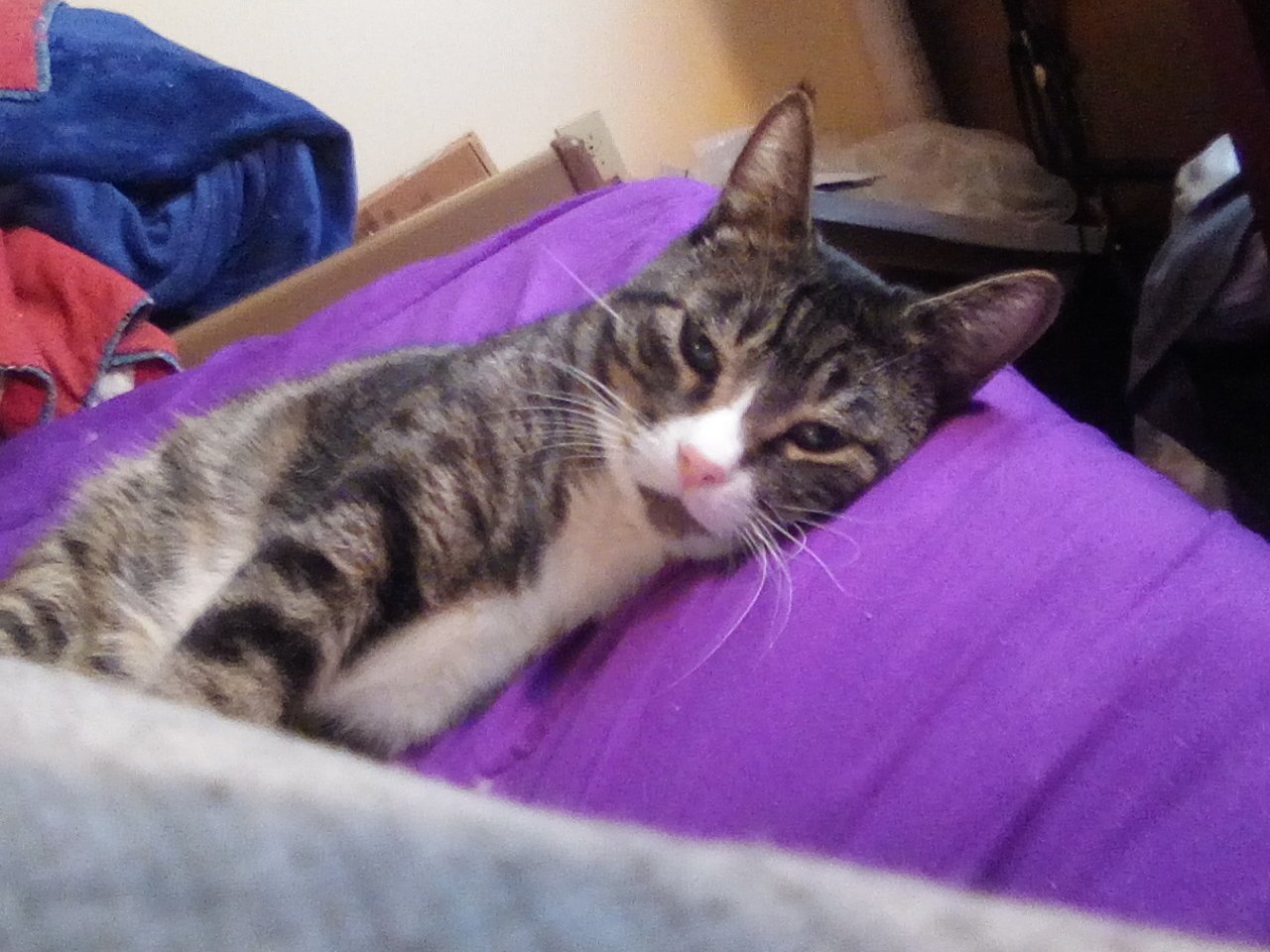 Auroar - A Male Cat Reunited - NE 159th Ave, Portland, Oregon, 97230 ...