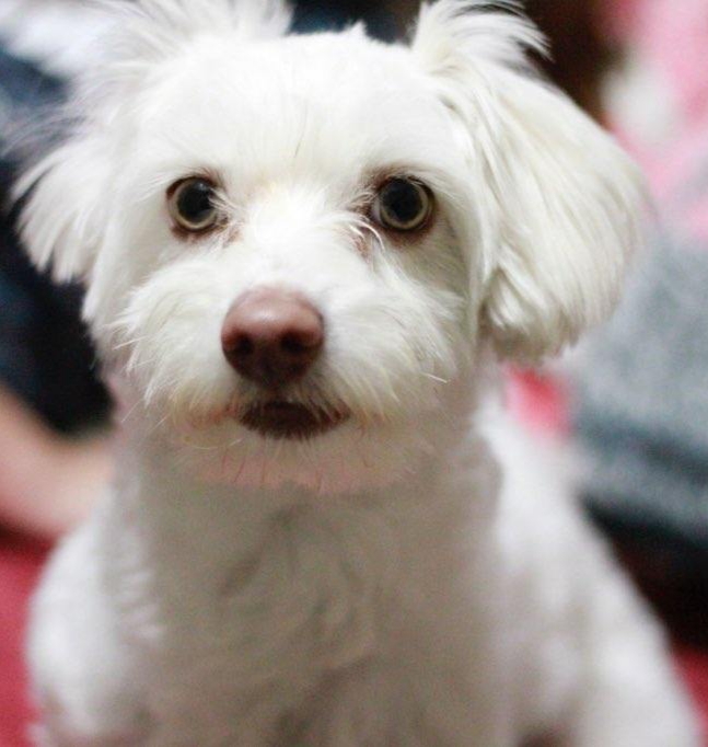 Chato - A Male Dog Lost - Adams/Arlington, Los Angeles, California ...