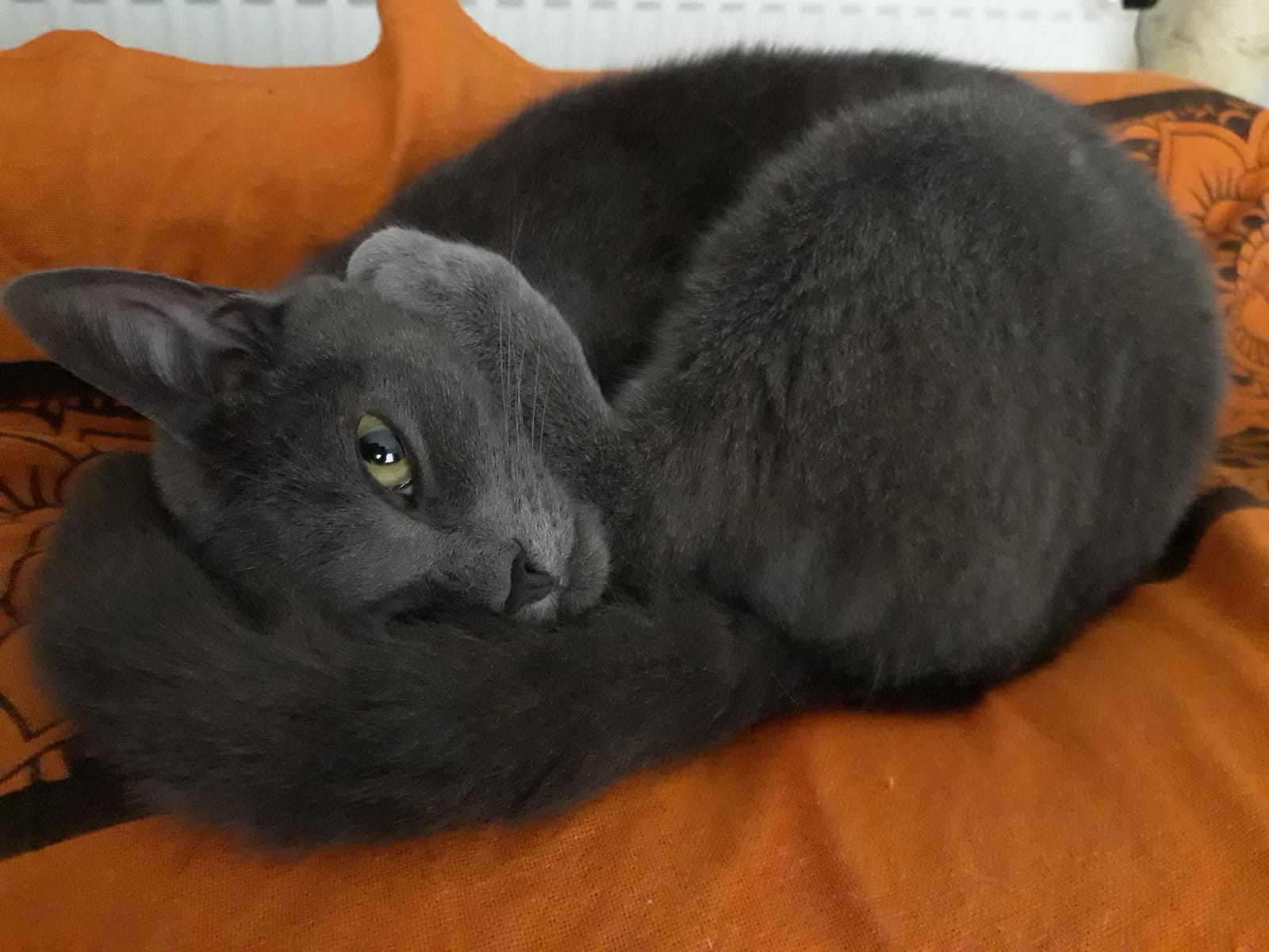 Nina - A Female Cat Lost - 1, Janus La Cours Gade, Aarhus, , 8000 - PawMaw