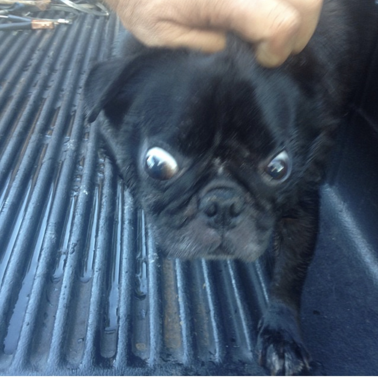 Pudge - A Male Dog Lost - 6105, Southwest 55th Court, Davie, Florida ...