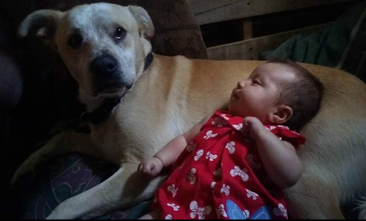 Olaf - A Male Dog Lost - Michigan St and 3rd Ave, Gooding, Idaho, 83330 ...