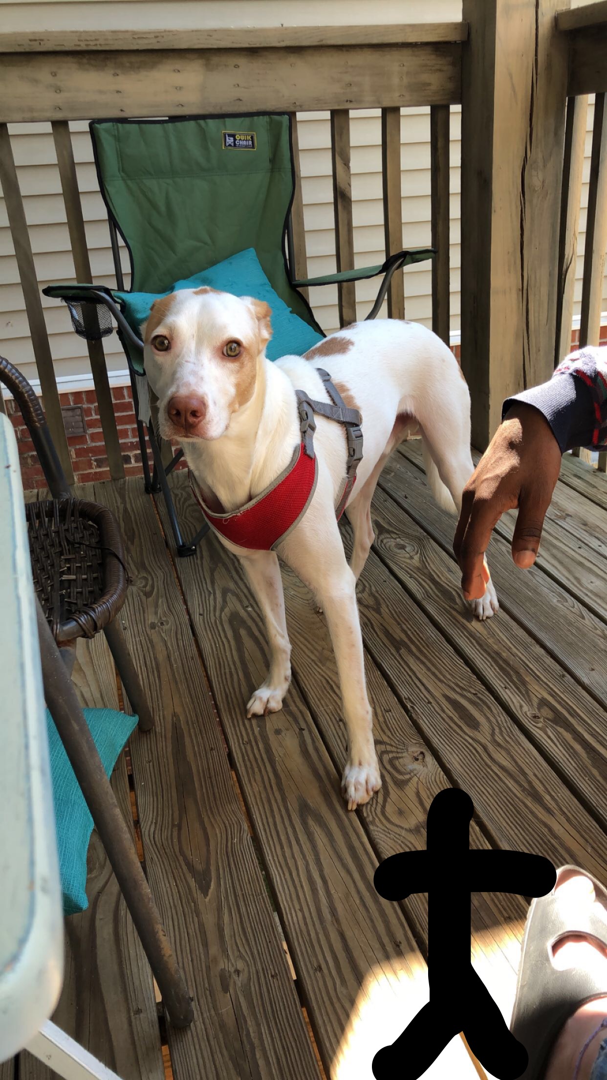 Jax Or Jaxson - A Male Dog Lost - Big tree way, Greensboro, North ...