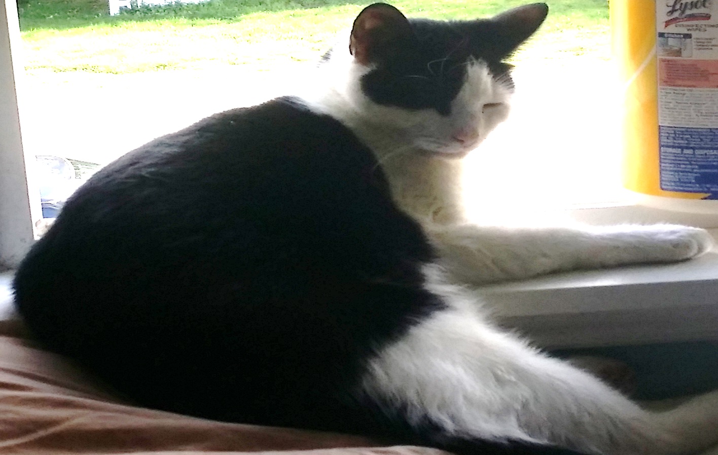 Maverick - A Male Cat Lost - 38208, Southeast 85th Street, Snoqualmie ...