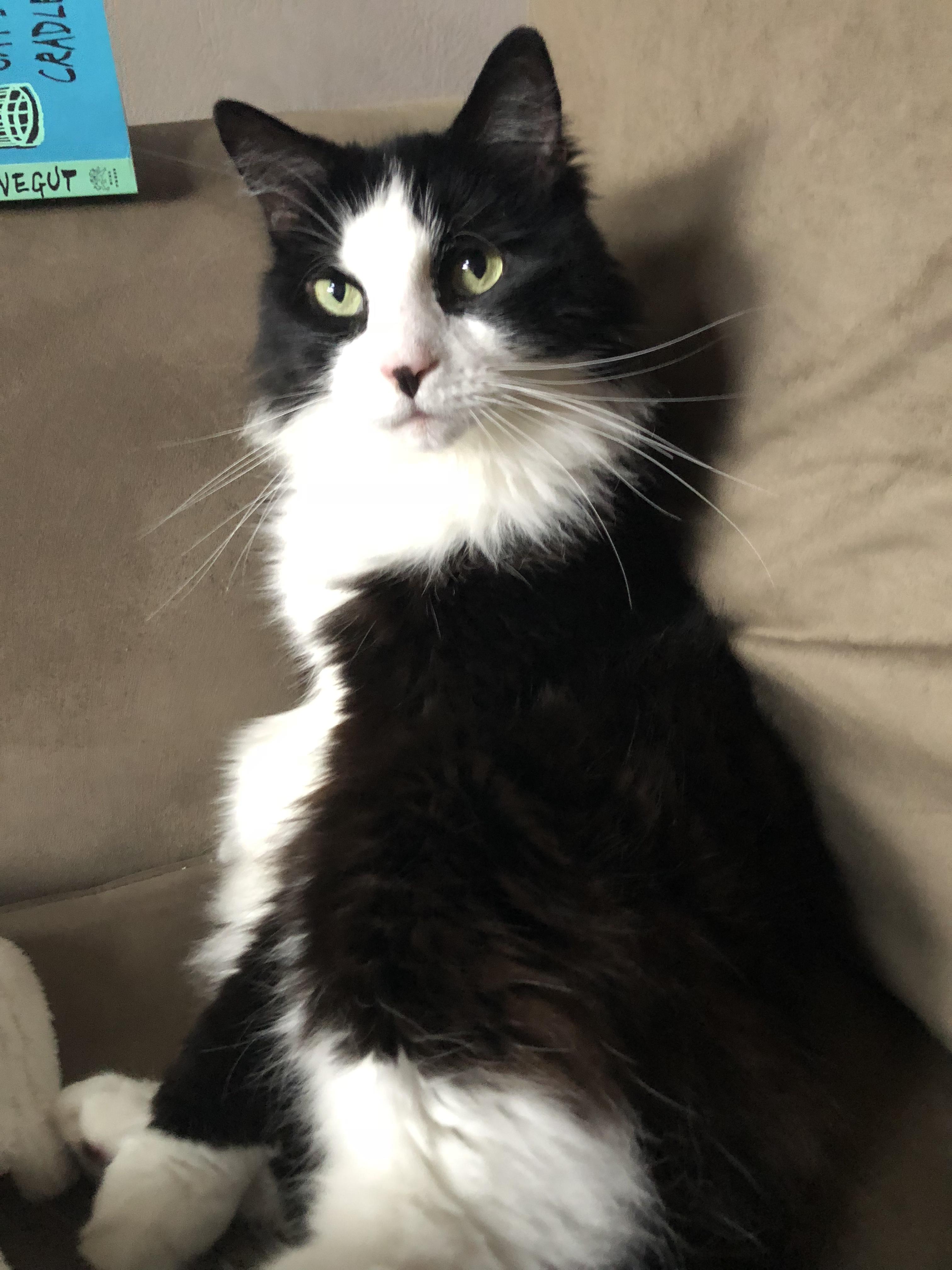 Domino - A Male Cat Reunited - Russ Cornett/Shulls Mill/Yonah, Boone ...