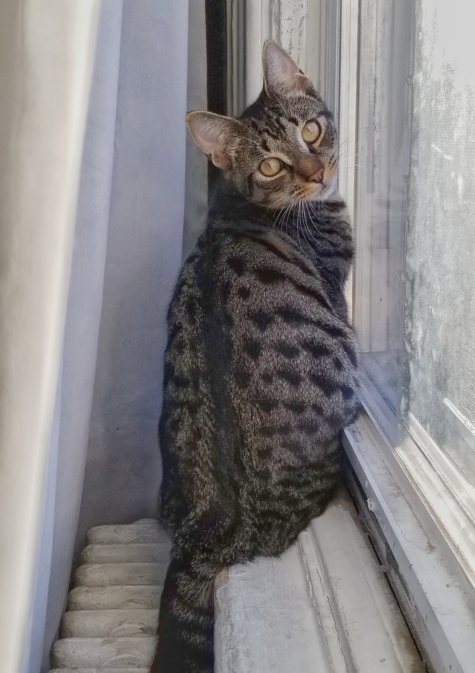 Milo - A Male Cat Reunited - ARROYO drive and PASADENA ave, South ...