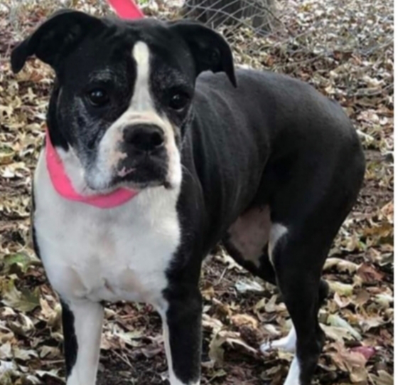 Runt - A Female Dog Lost - 3500, North Victory Boulevard, Portland ...