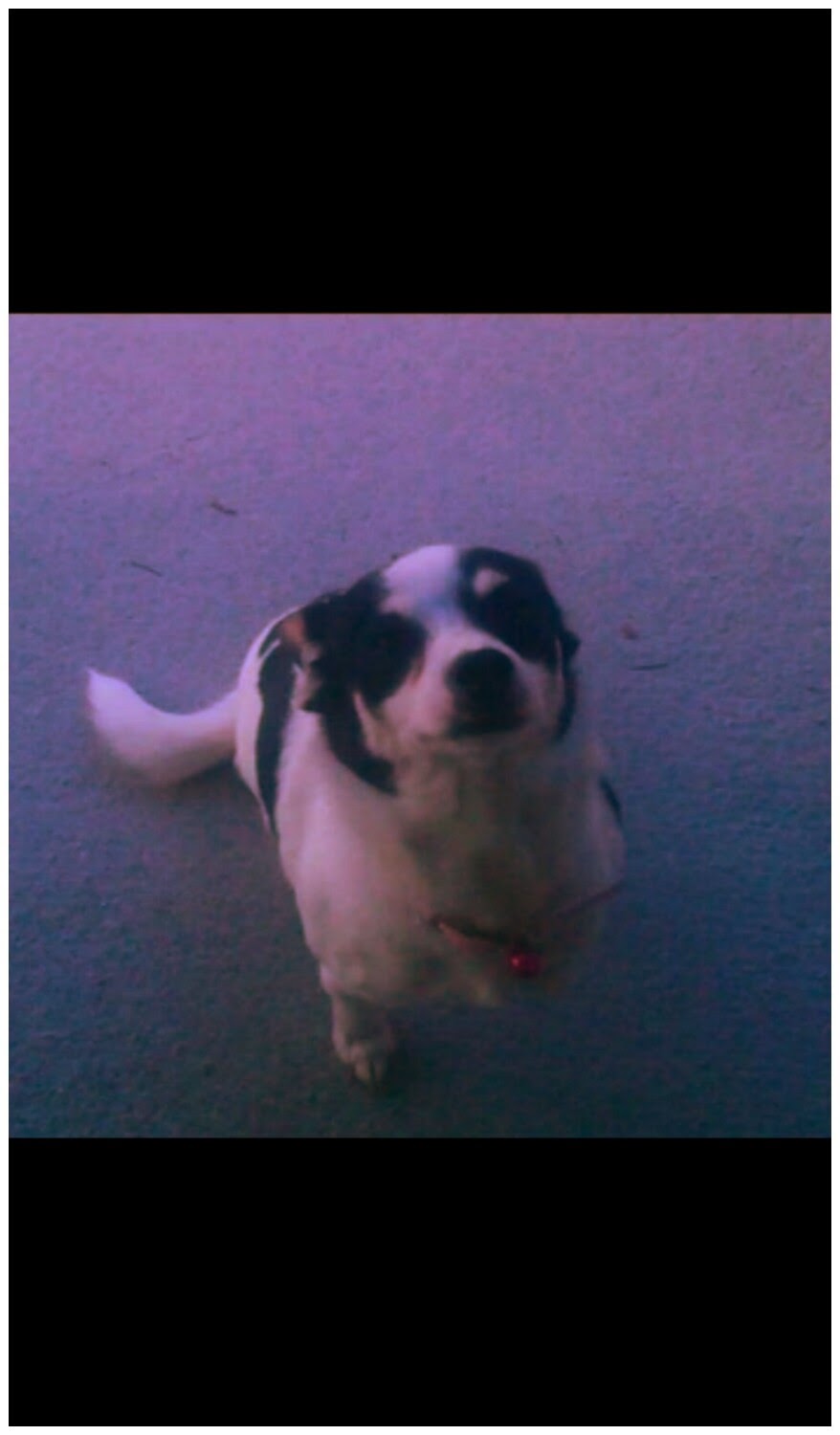 Athena - A Female Dog Lost - Unknown, Los Angeles, California, Unknown ...