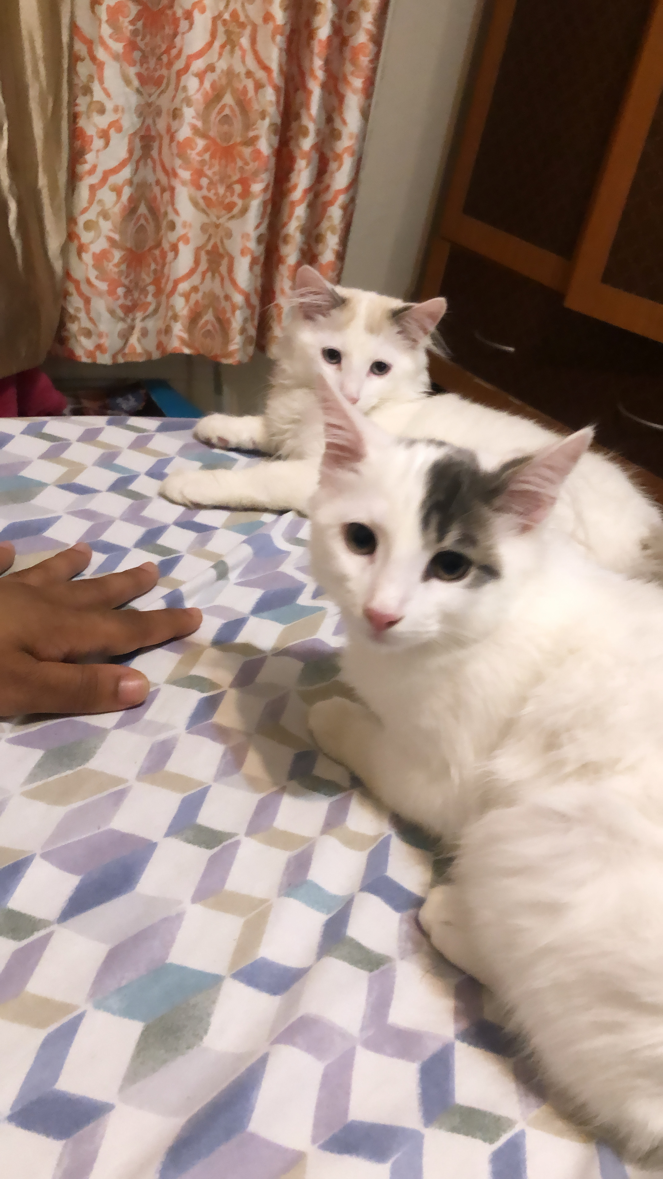 Nelson Quiles - A Female Cat Lost - 989, Fox Street, , New York, 10459 - PawMaw