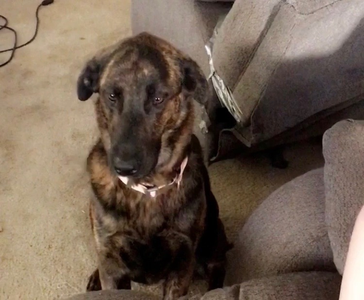 Kaycee - A Female Dog Lost - 1508, West Fayette Avenue, Springfield ...