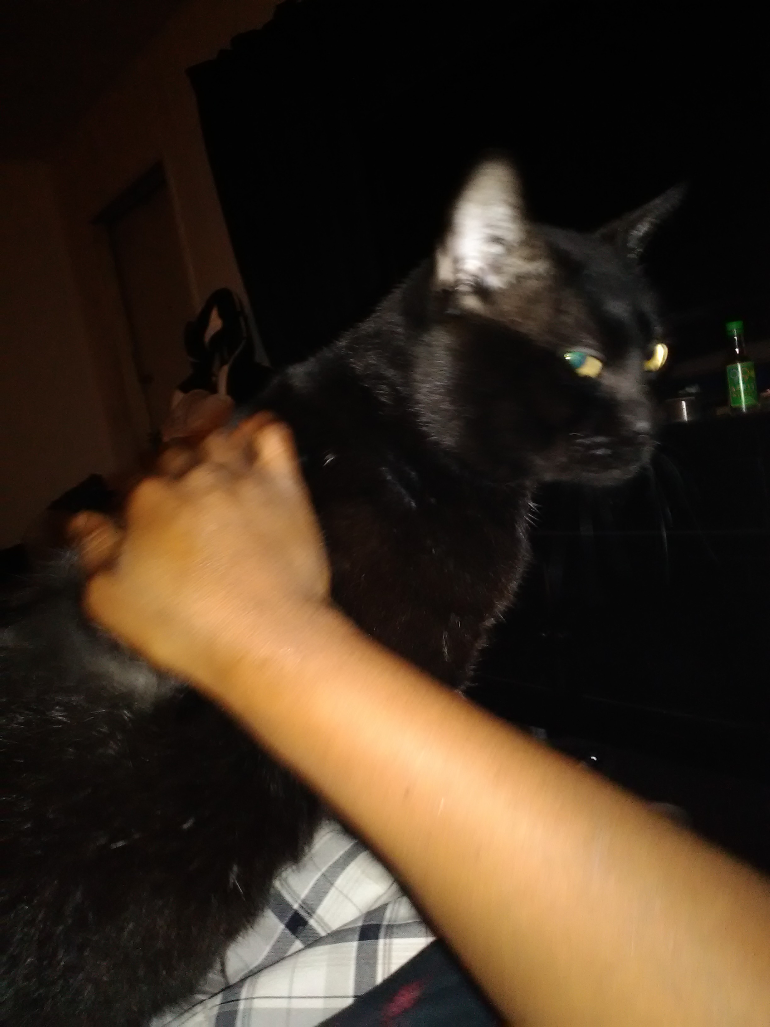 Finnigan - A Male Cat Lost - 4700, Lake Waterford Way, Melbourne ...