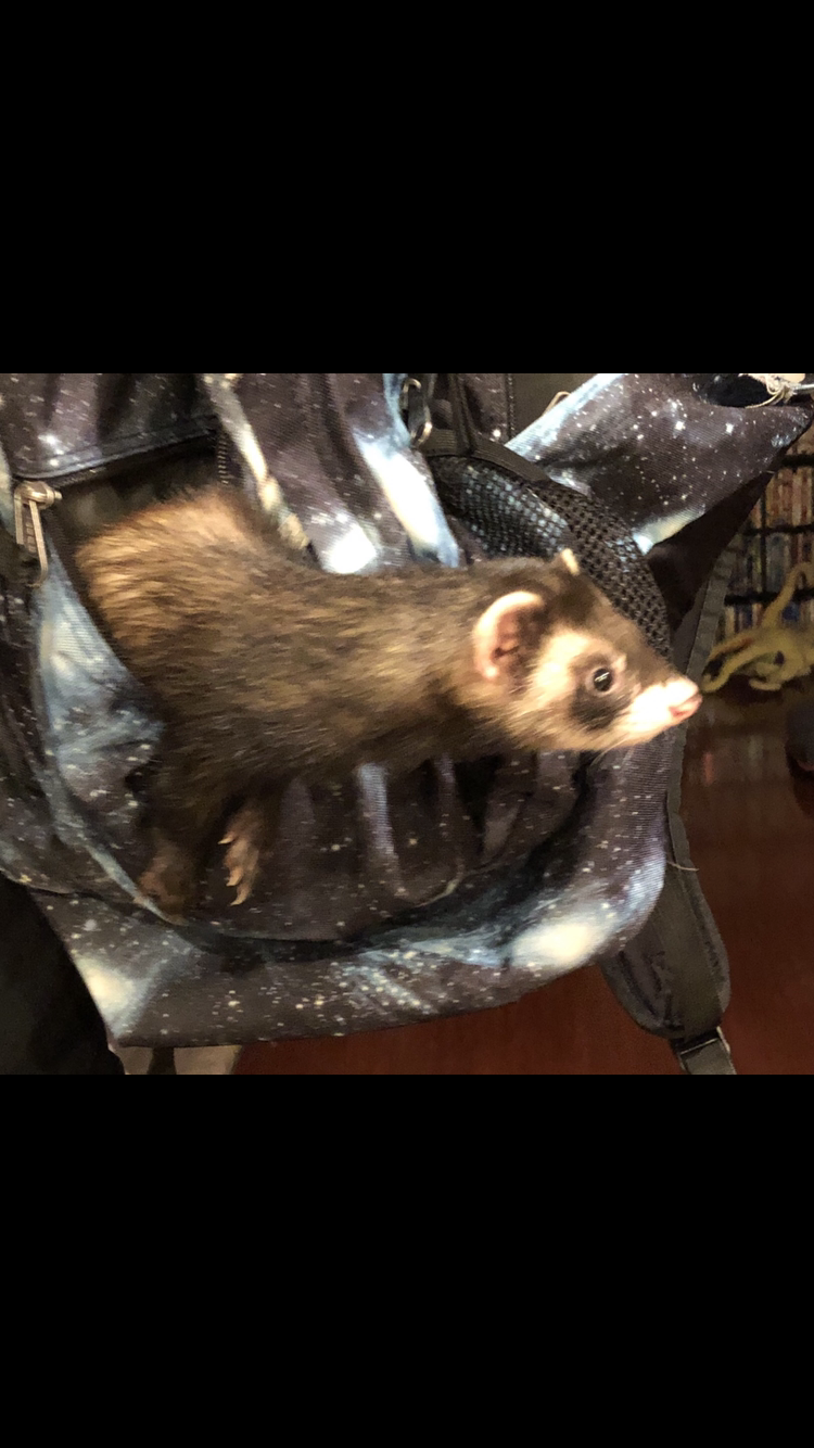 Coco - A Male Ferret Lost - 6570, East Pipe Spring, Las Vegas, Nevada ...