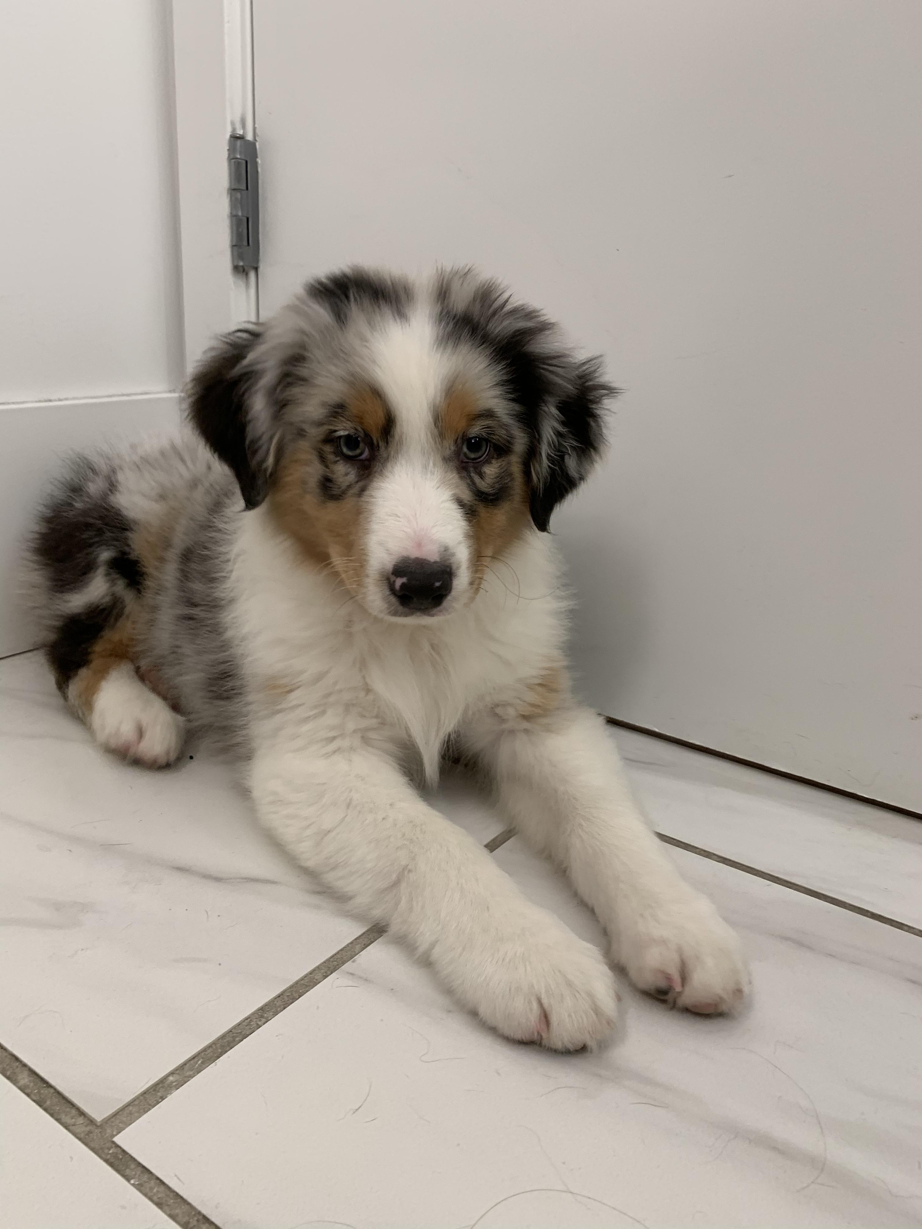 Luca - A Male Dog Lost - Victory Blvd/Mariposs, Burbank, California ...