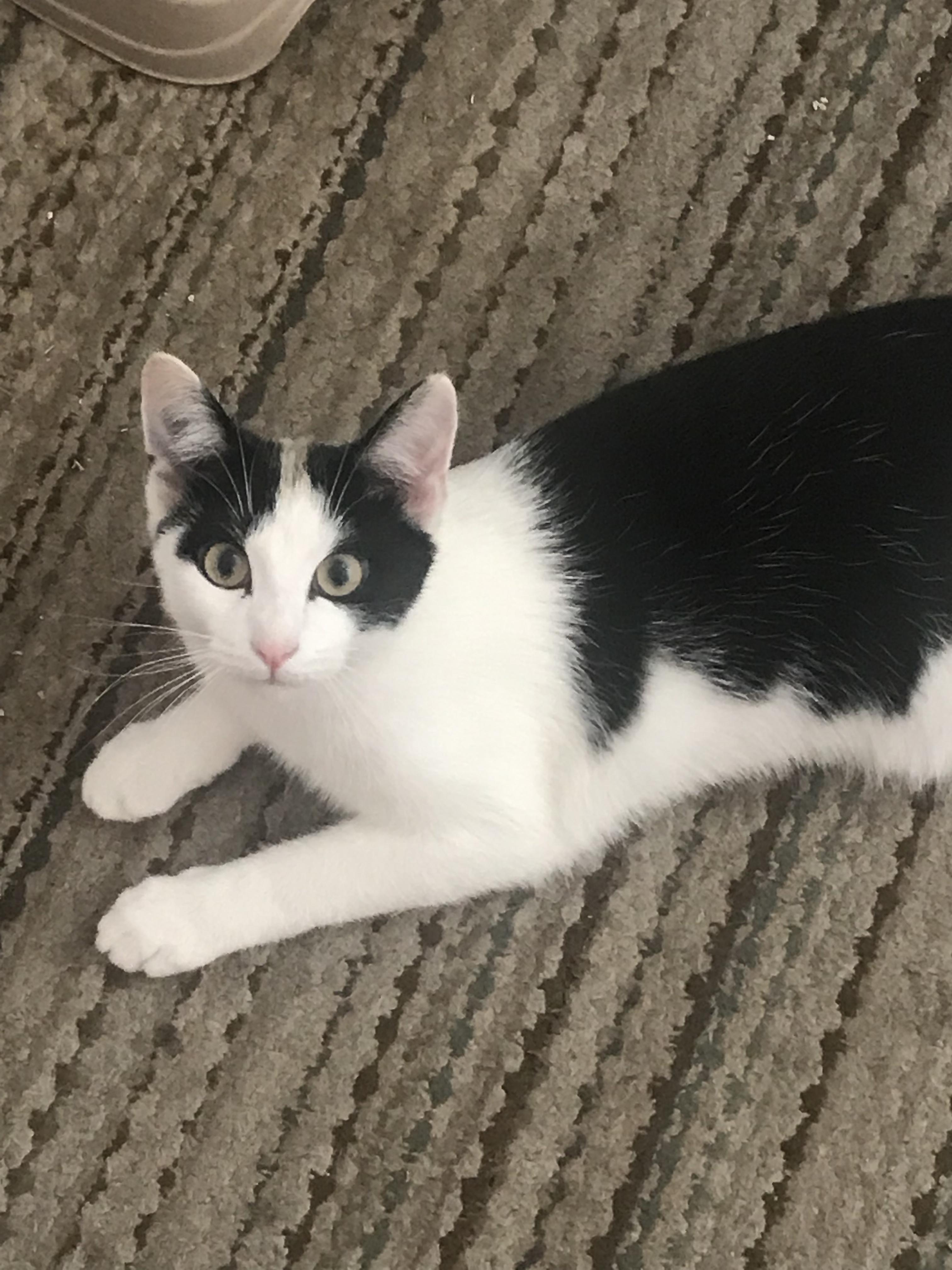 Oreo - A Male Cat Lost - Kedvale Avenue, Skokie, Illinois, 60076 - PawMaw