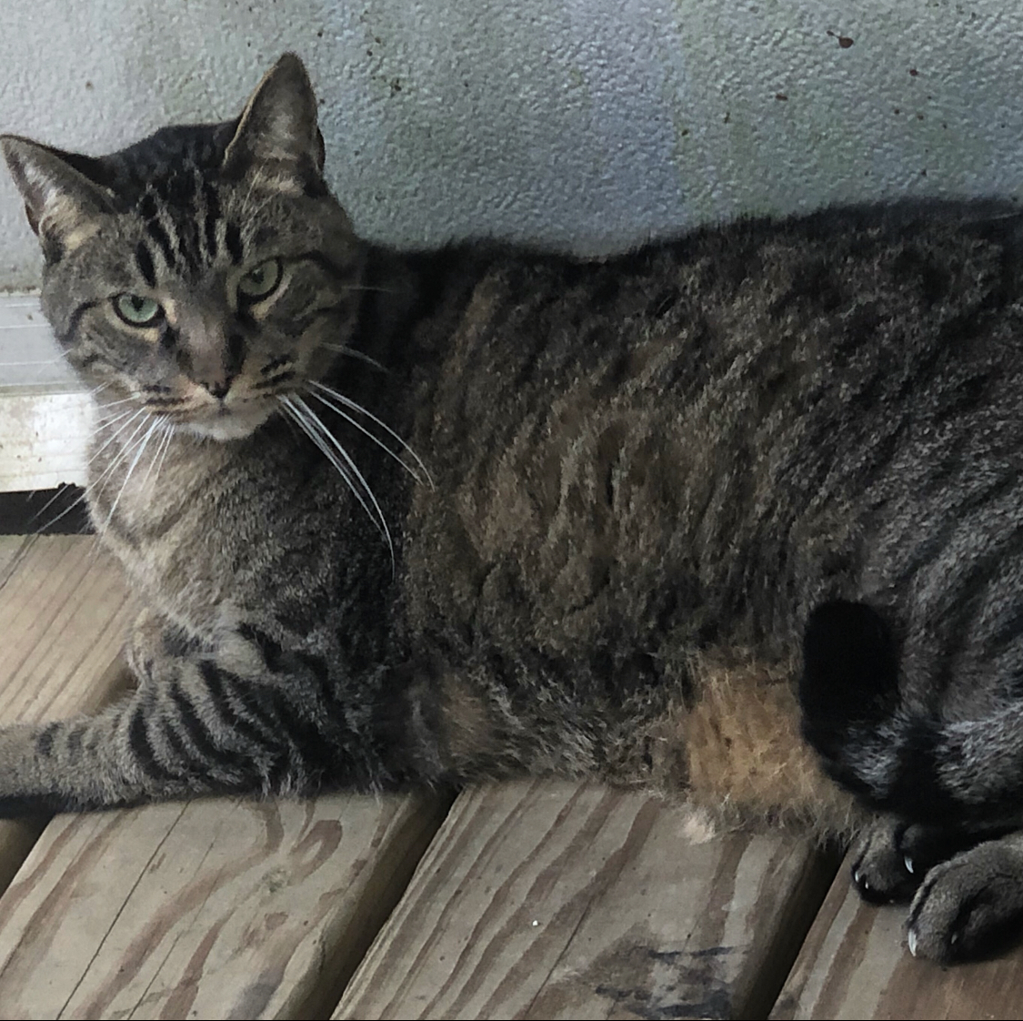 Cobalt - A Male Cat Lost - HWY 280 and 4th St, Childersburg, Alabama ...