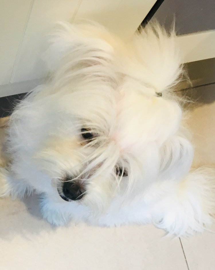 Olaf - A Female Dog Lost - Stationsstraat, Meise, Vlaanderen, 1861 - PawMaw