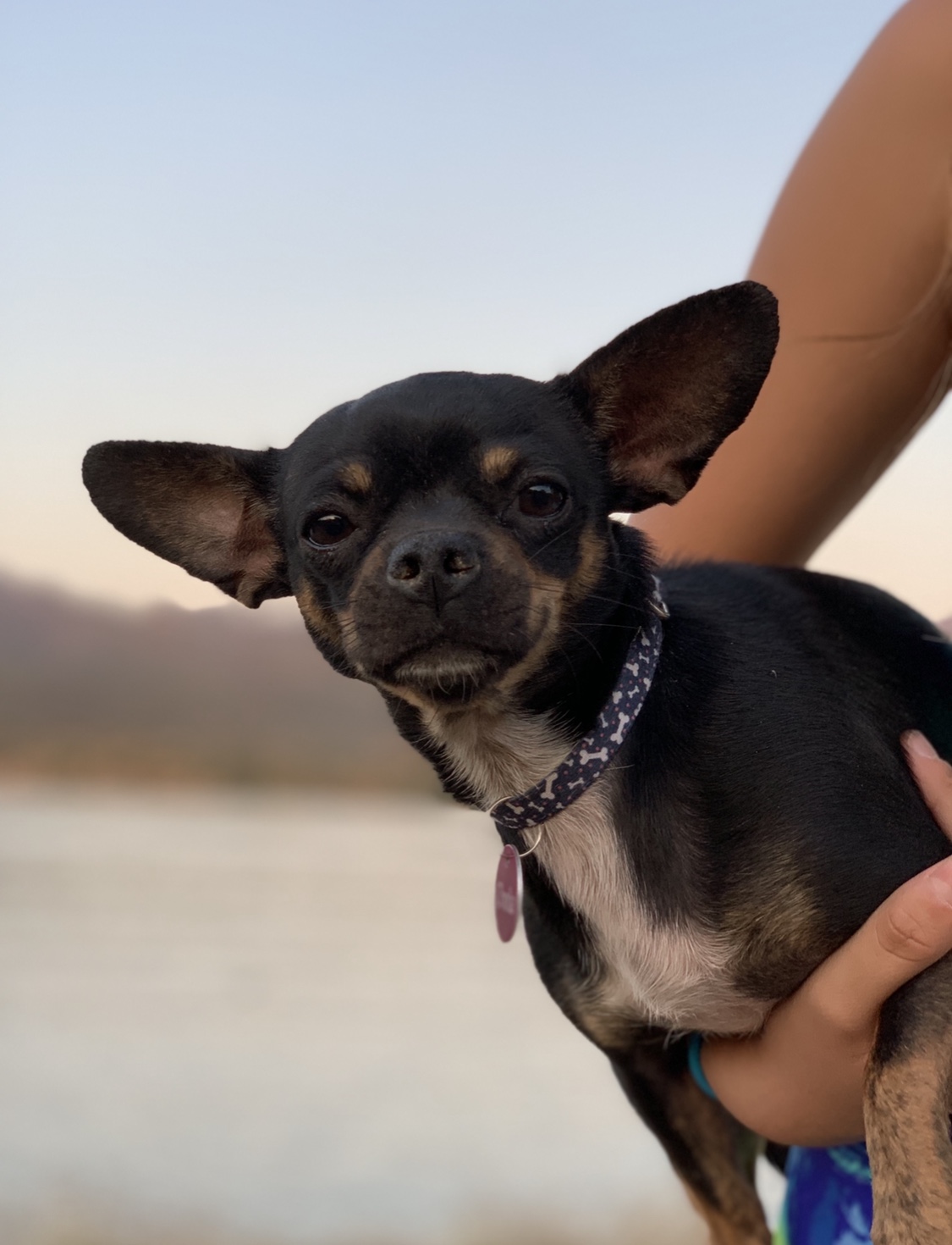 Chola - A Female Dog Lost - 8802, West McDowell Road, Phoenix, Arizona ...