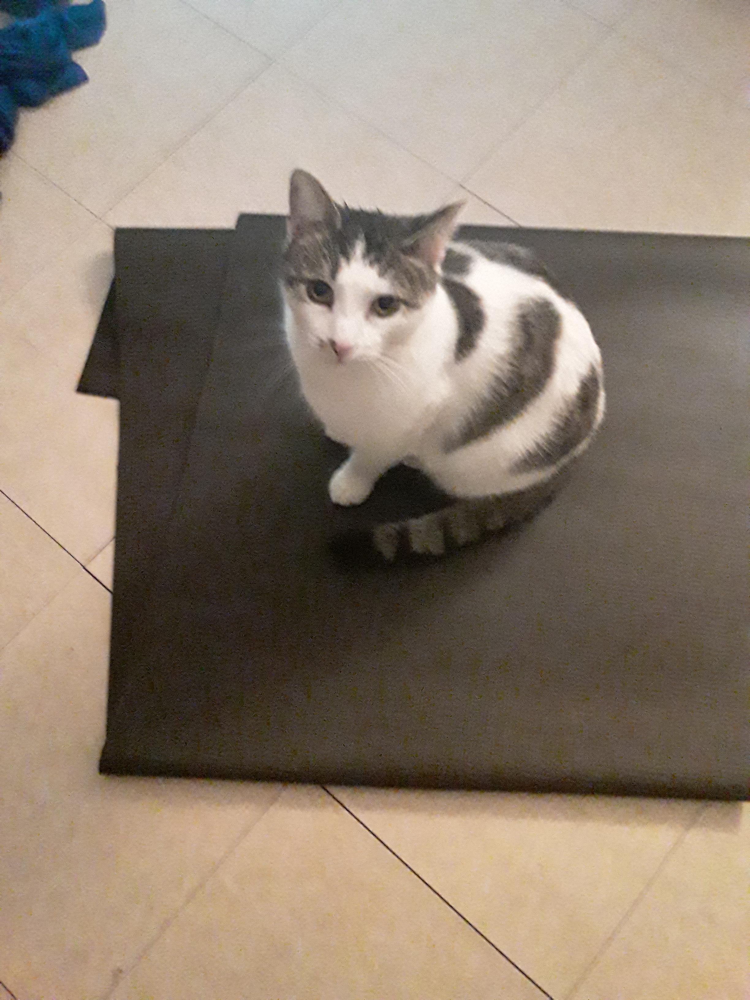 Maverick - A Male Cat Lost - Montford Avenue, Asheville, North Carolina ...