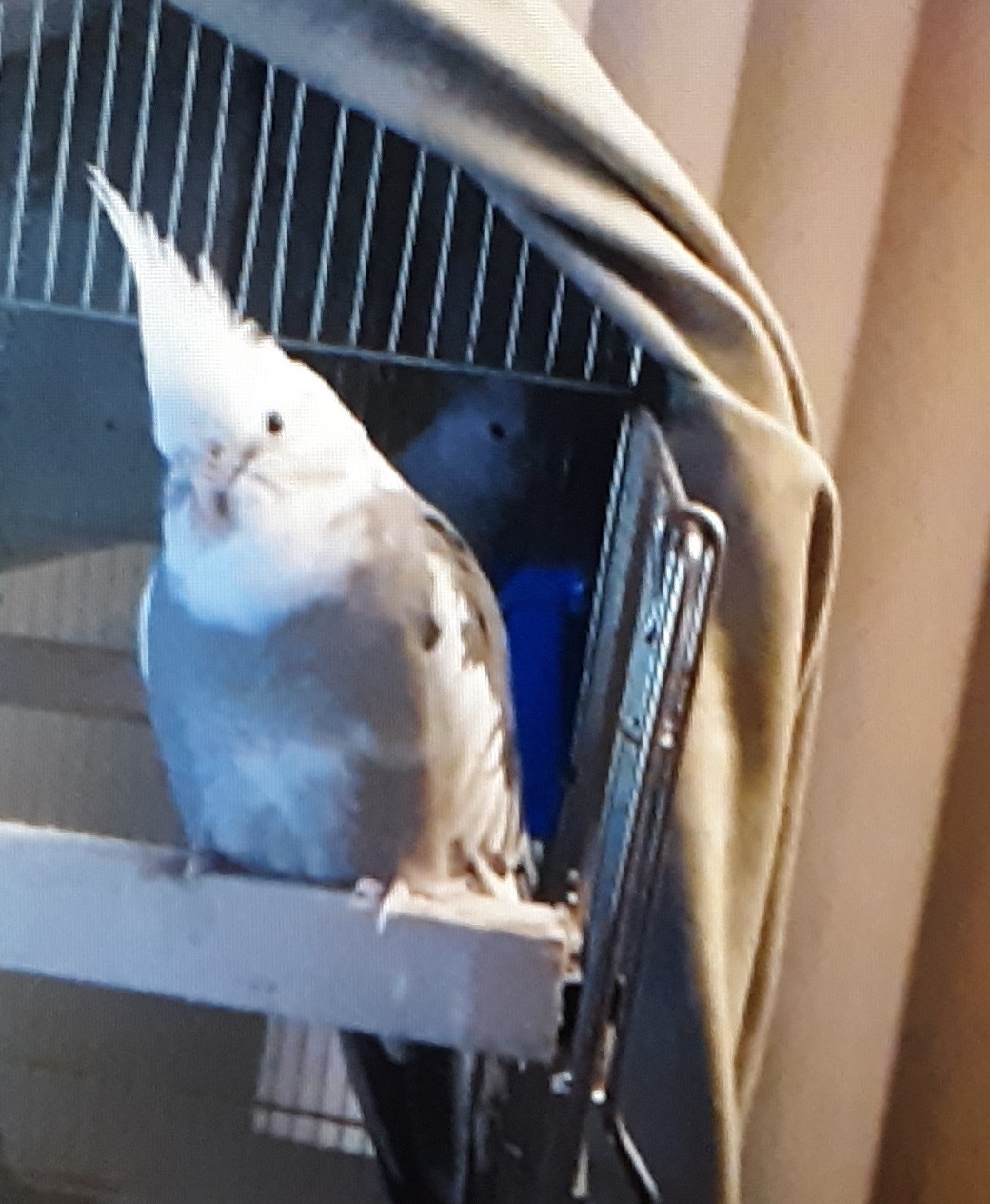Squeaky - A Female Bird Lost - 727, Bartlett Avenue, Hayward ...