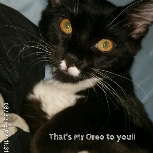 Oreo - A Male Cat Lost - 1720, South Priest Drive, Tempe, Arizona ...