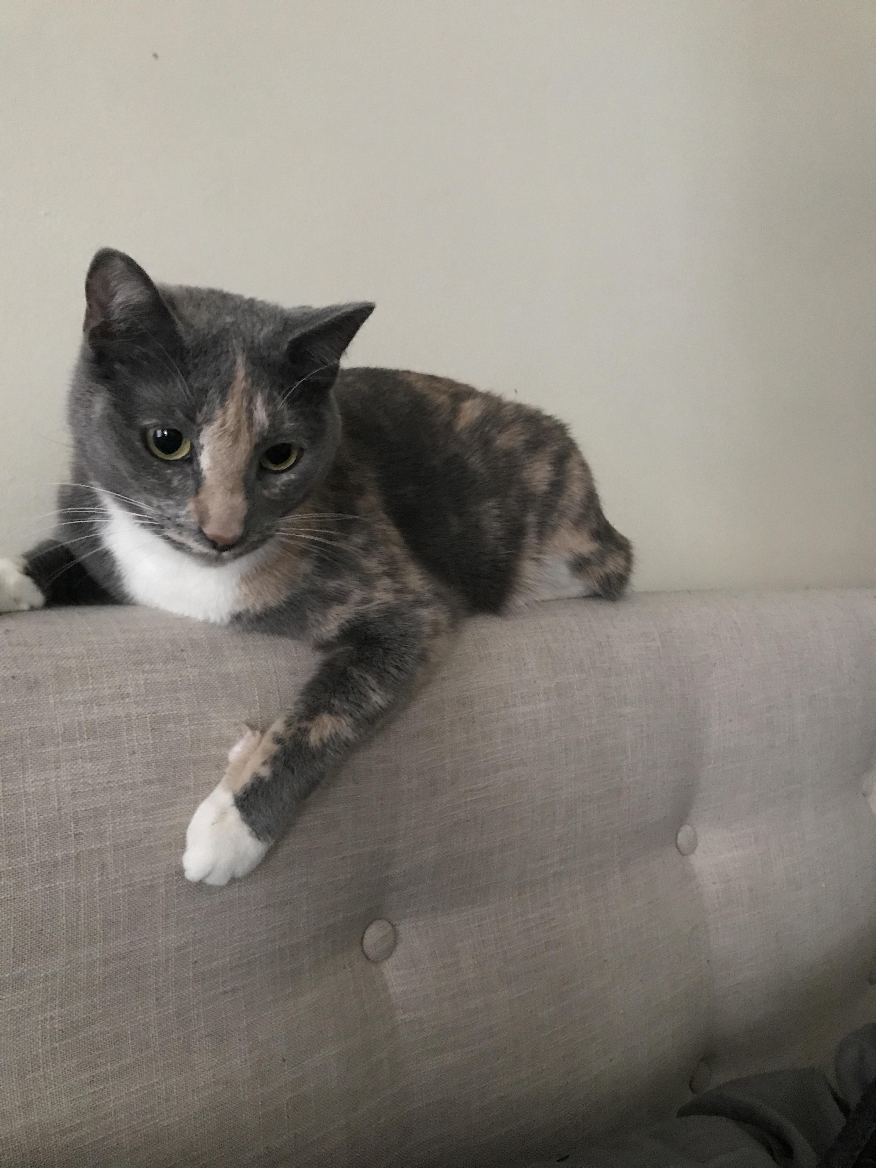 Spazzy - A Female Cat Lost - St Charles DMV, West Chicago, Illinois ...