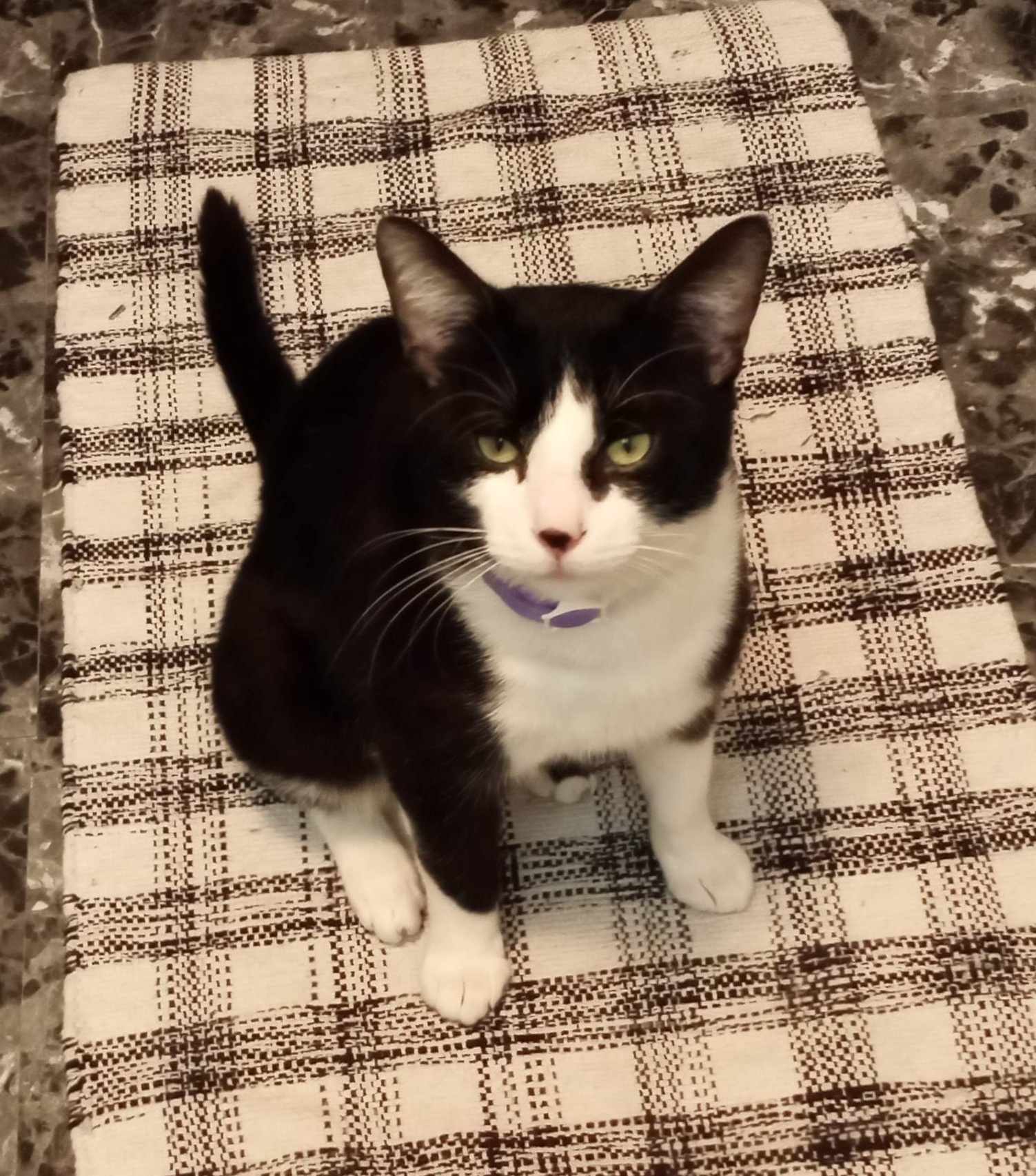 Simian - A Male Cat Lost - S State Avenue, Indianapolis, Indiana, 46203 ...