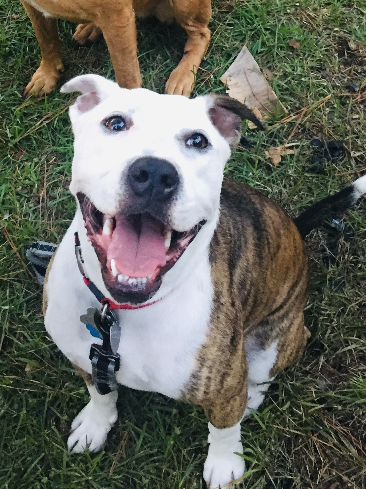 Pumba - A Male Dog Reunited - 105, Penster Court, Richlands, North ...