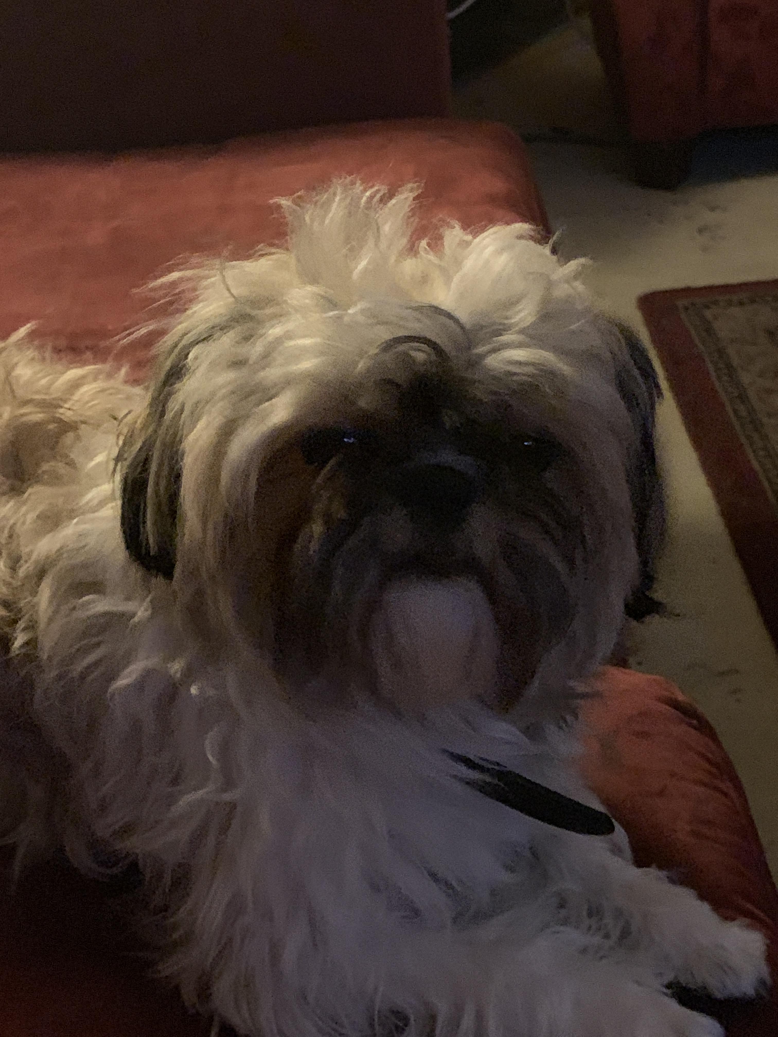 Sabastion (Aka Puppy Chulo) - A Male Dog Lost - Keyes St, San Jose ...