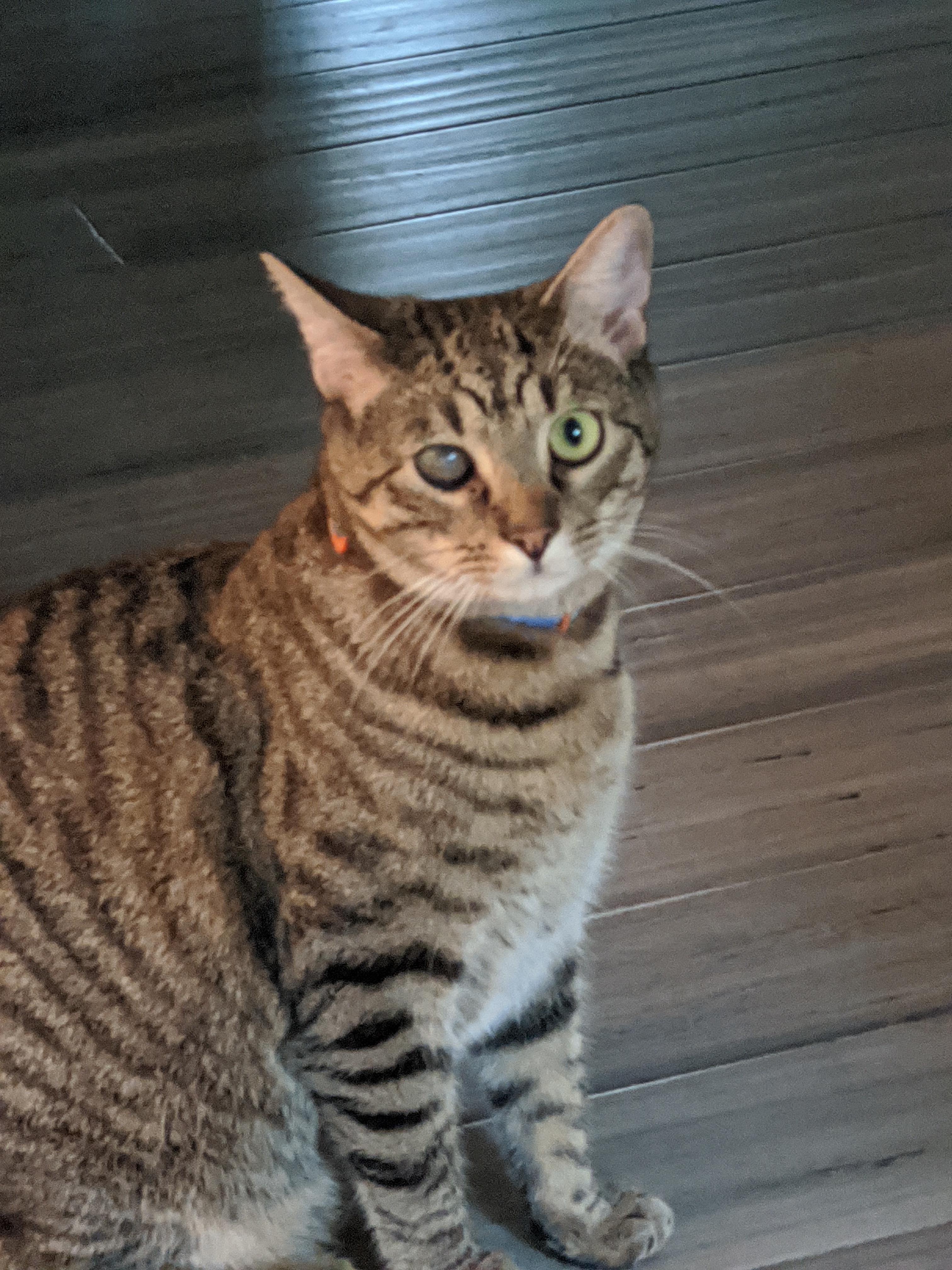 Milo - A Male Cat Lost - East 4th Street, Wyoming, Pennsylvania, 18644 ...