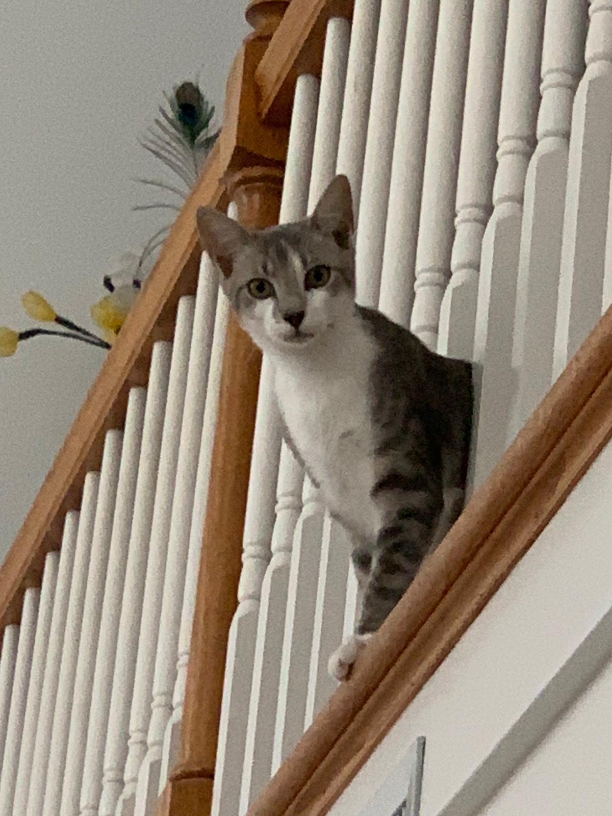 Finnigan - A Male Cat Lost - 4700, Lake Waterford Way, Melbourne ...