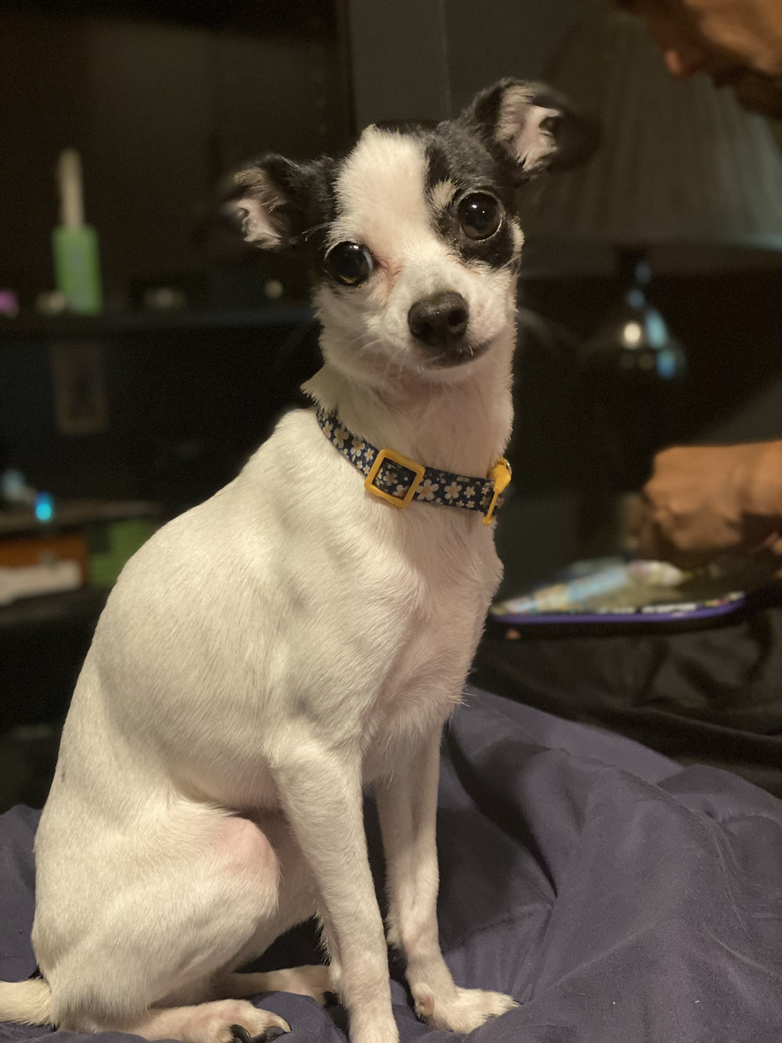 Cookie - A Female Dog Lost - Camelback, Glendale, Arizona, 85303 - PawMaw