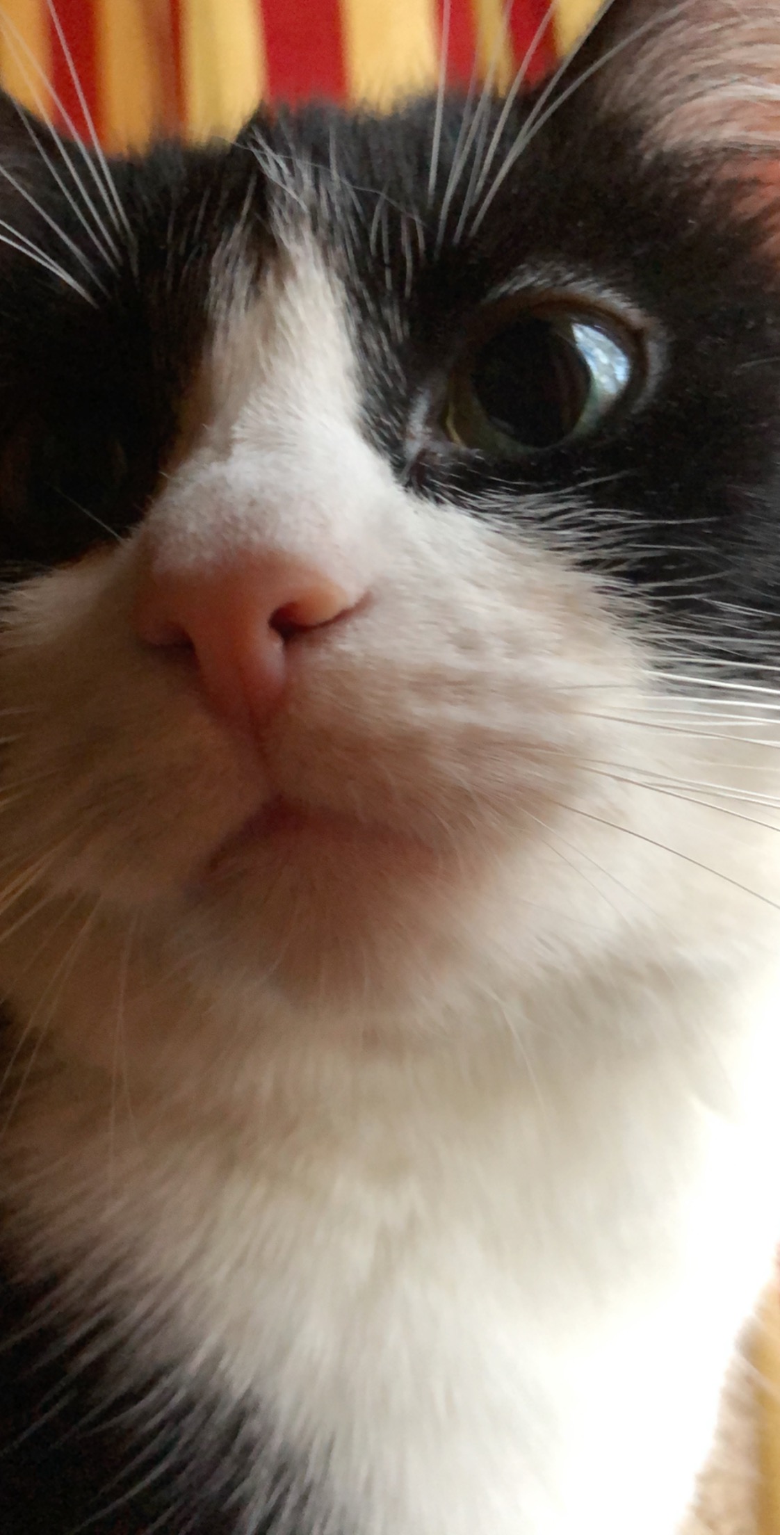 Oreo - A Female Cat Lost - 2146, Thomas Jefferson Road, Forest ...