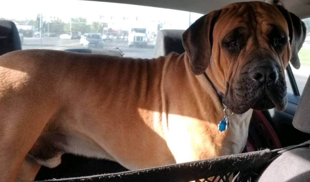 Olaf - A Male Dog Lost - Michigan St and 3rd Ave, Gooding, Idaho, 83330 ...