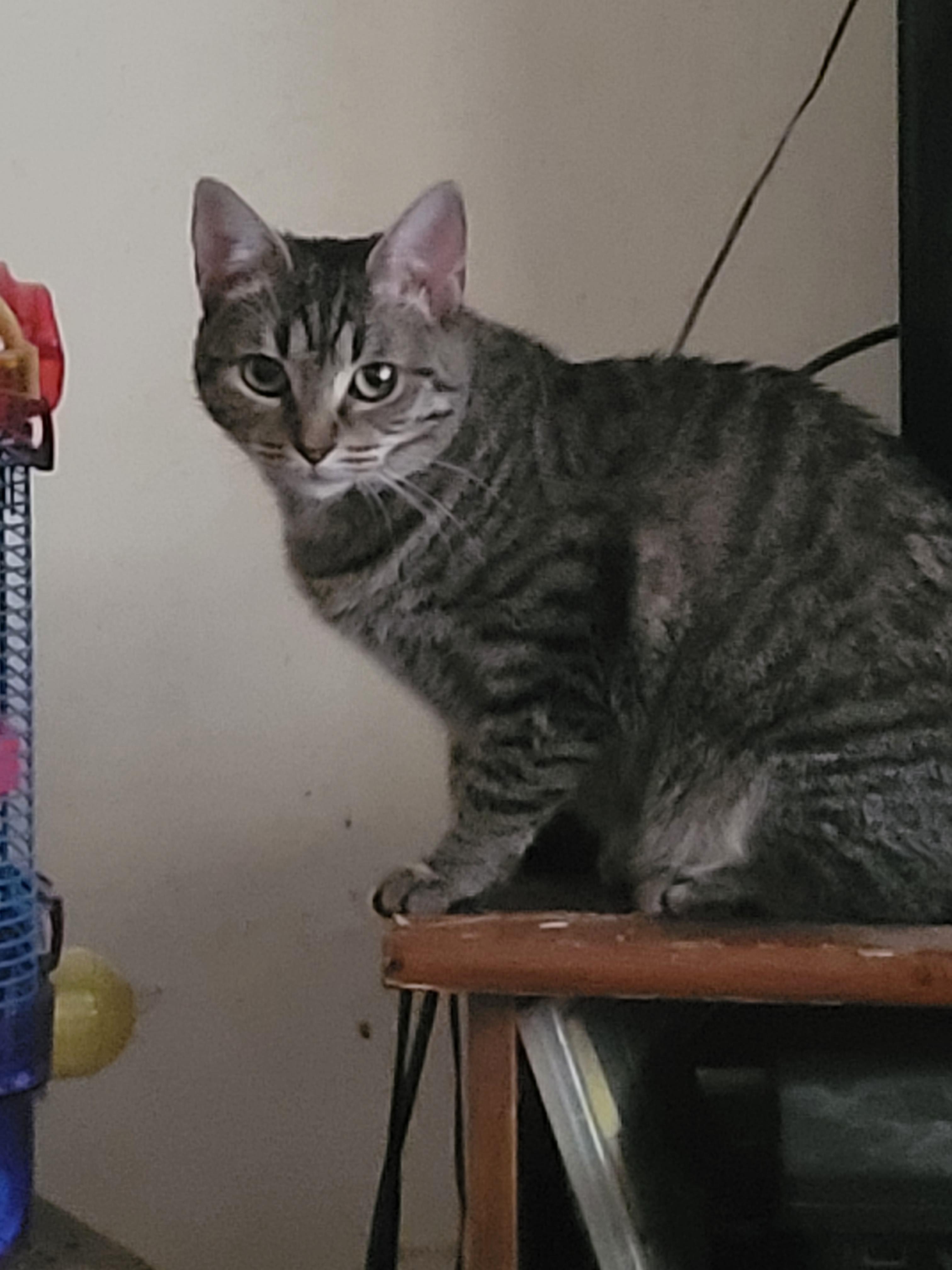 Oreo - A Female Cat Lost - 2146, Thomas Jefferson Road, Forest ...