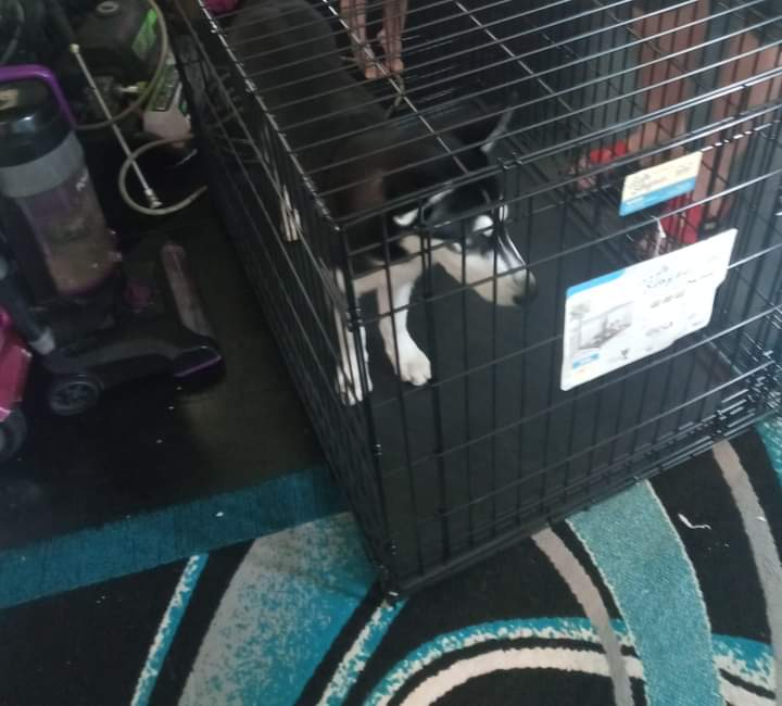 Lillo - A Male Dog Lost - East 55th Street, Cleveland, Ohio, 45105 - PawMaw