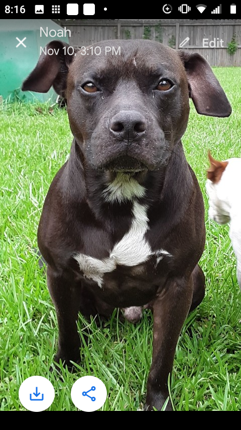 Lokey - A Male Dog Lost - Vox Highway, , South Carolina, 29555 - PawMaw