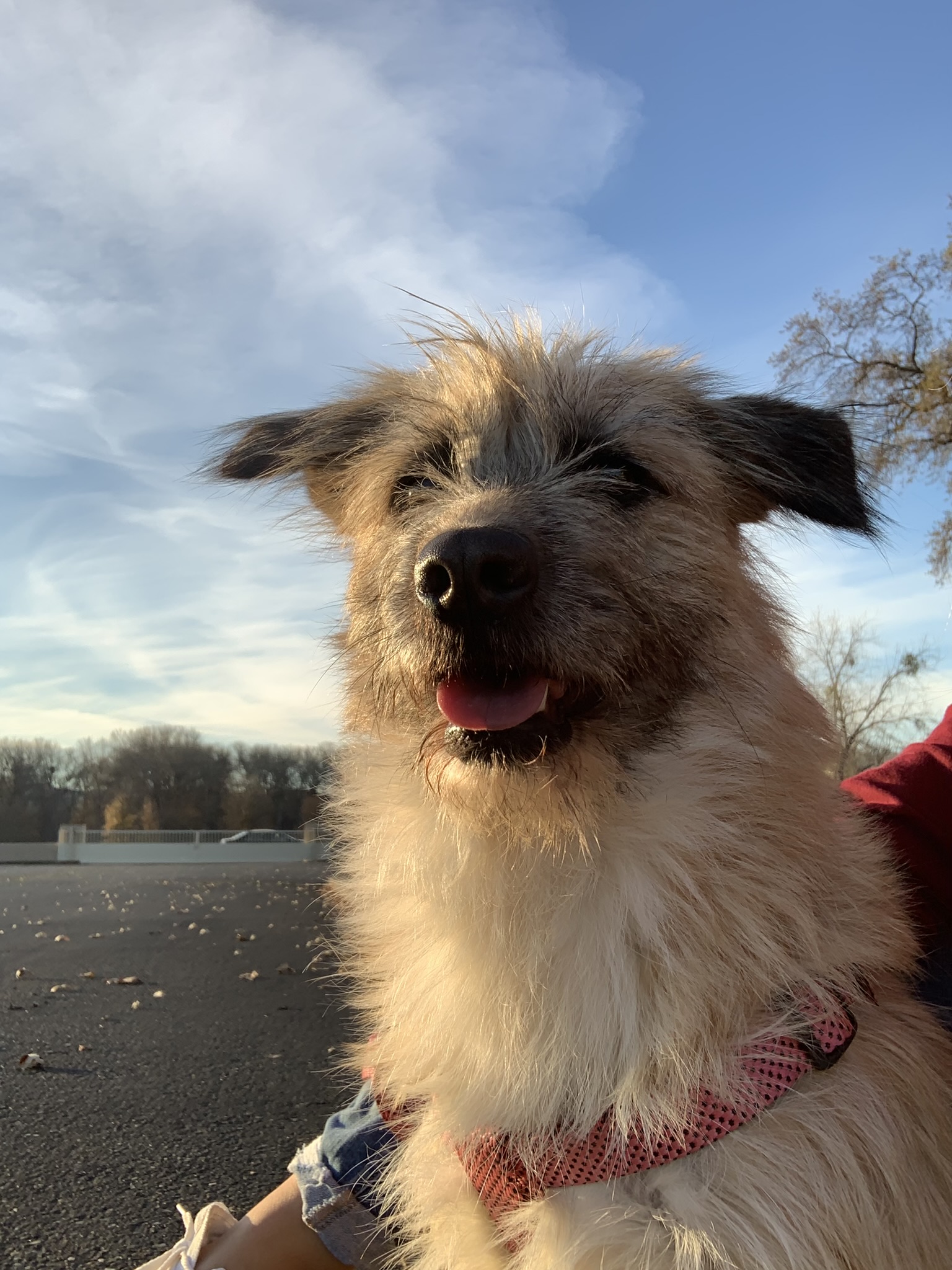 Snookie - A Female Dog Lost - Woodside Drive, Clearlake, California ...