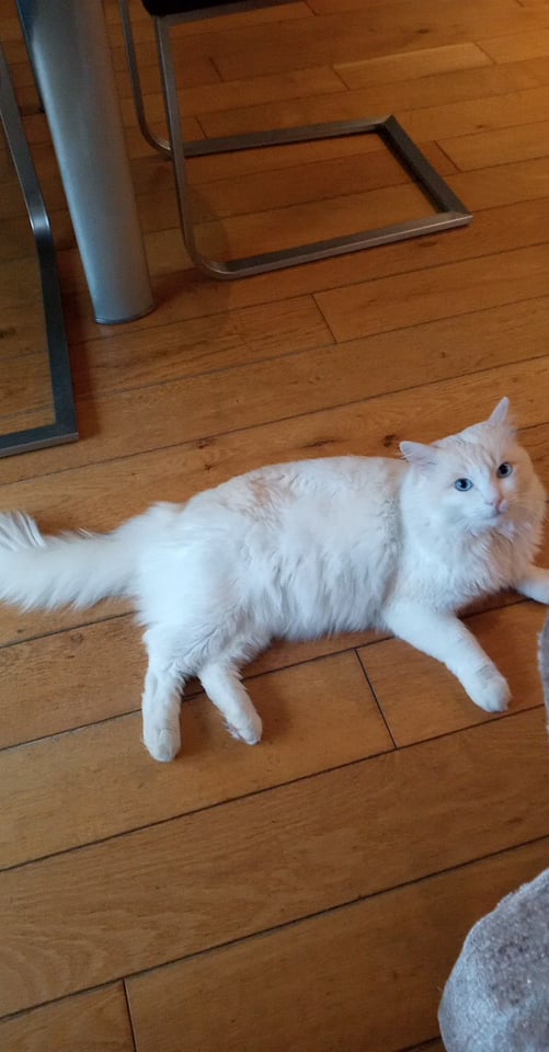 Micho - A Male Cat Lost - 19, Hill Brow, , England, BN3 6QG - PawMaw