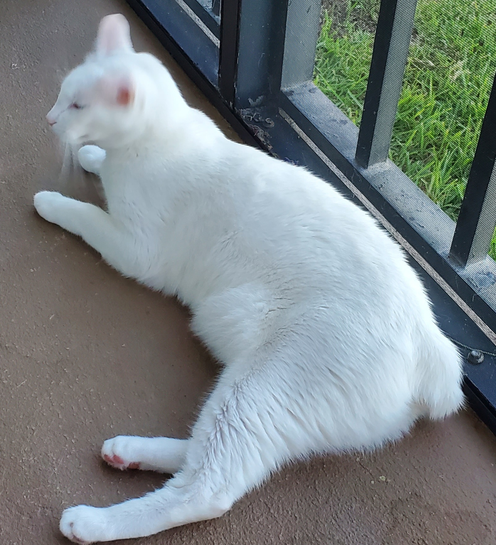 Finnigan - A Male Cat Lost - 4700, Lake Waterford Way, Melbourne ...