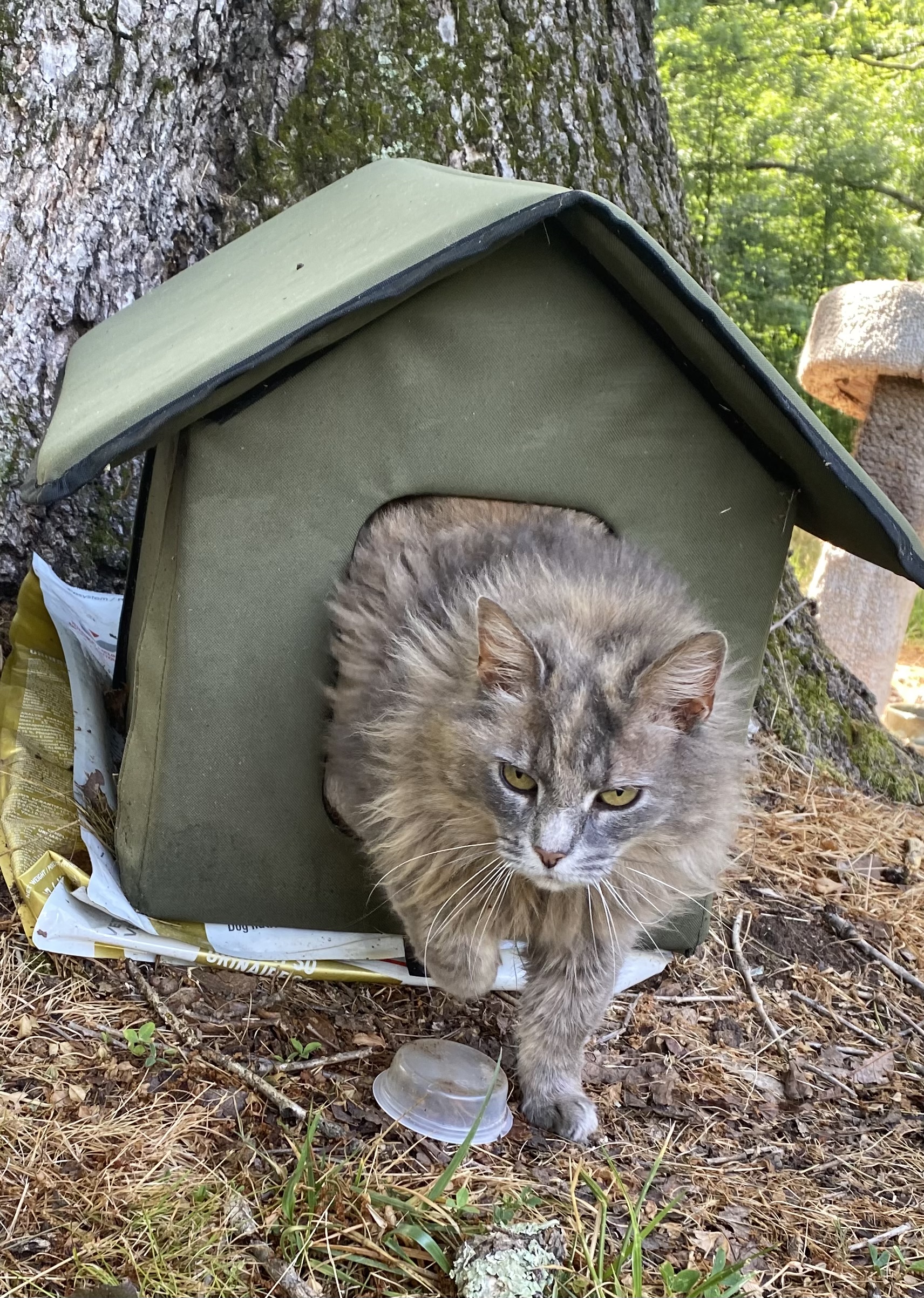 Oreo - A Female Cat Lost - 2146, Thomas Jefferson Road, Forest ...