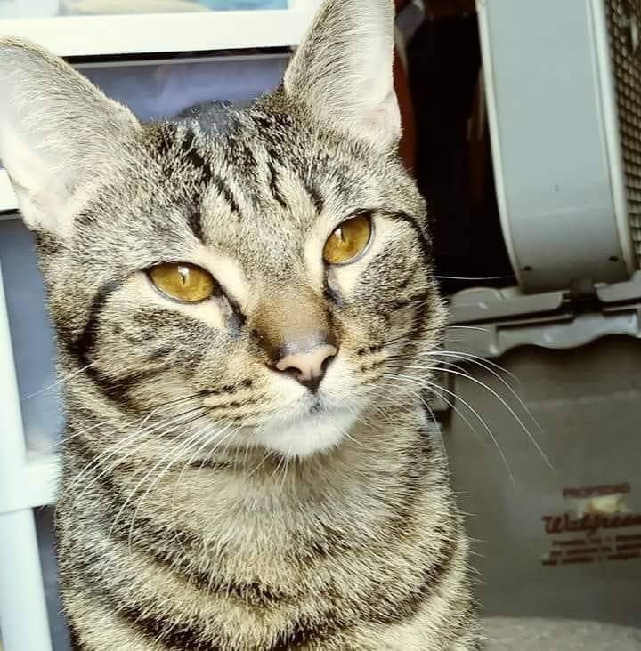 Oreo - A Male Cat Lost - Isles At Weston Avenue, Weston, Florida, 33332 ...