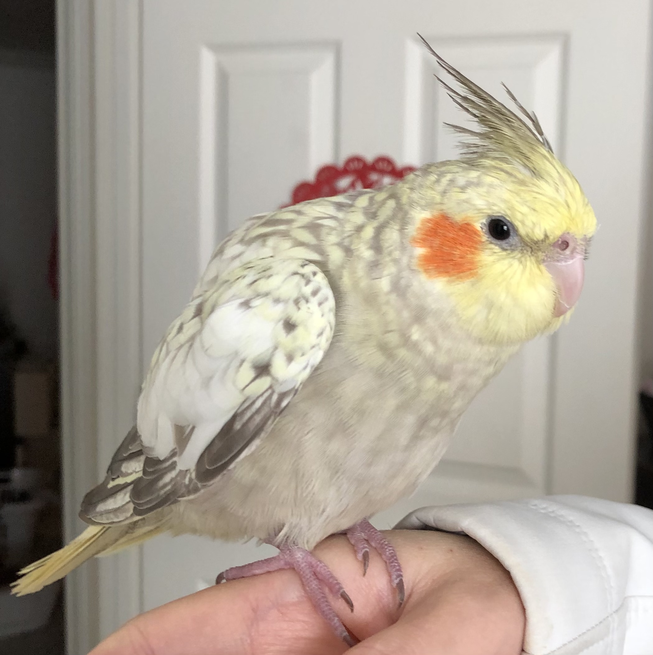 Chichi - A Male Bird Lost - Weston Place Northwest, Atlanta, Georgia ...