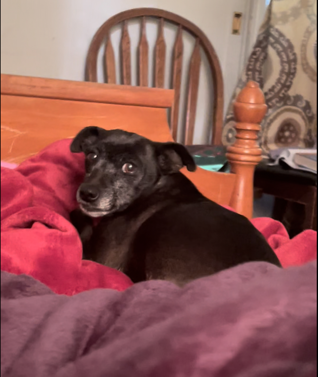 Jackie - A Female Dog Lost - Beverly and Durfee Ave, Pico Rivera ...